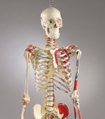 S84 Ultra Flexible Skeleton, Ultraflex ligaments, 6 points, Painted ...