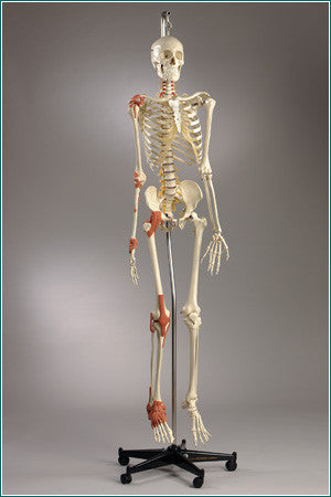 S87 Ultima Flexible Skeleton, Ultraflex ligaments, hanging mount with ...