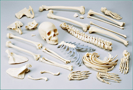 SA48C Female Disarticulated FULL Skeleton with case – Denoyer-Geppert ...