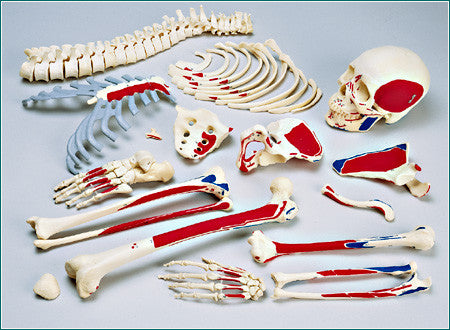 SA49C Female Disarticulated HALF Skeleton with case – Denoyer-Geppert ...