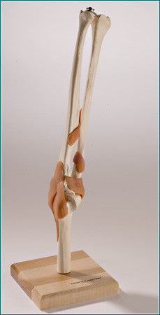 SJ66E UltraFlex™ Elbow Reproduction – Denoyer-Geppert Science Company