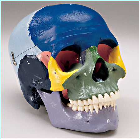 SK56 Female Medical Skull with Major Bones Color-Coded for Easy Identi ...