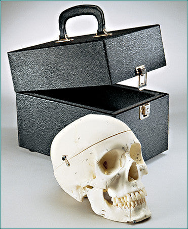 SK83C Premier Medical Demonstration Skull - Locking Case - Painted/Lab ...