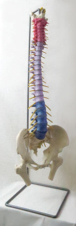 SP63 Color-Coded Premier Flexible Spine with Movable Femur Heads ...