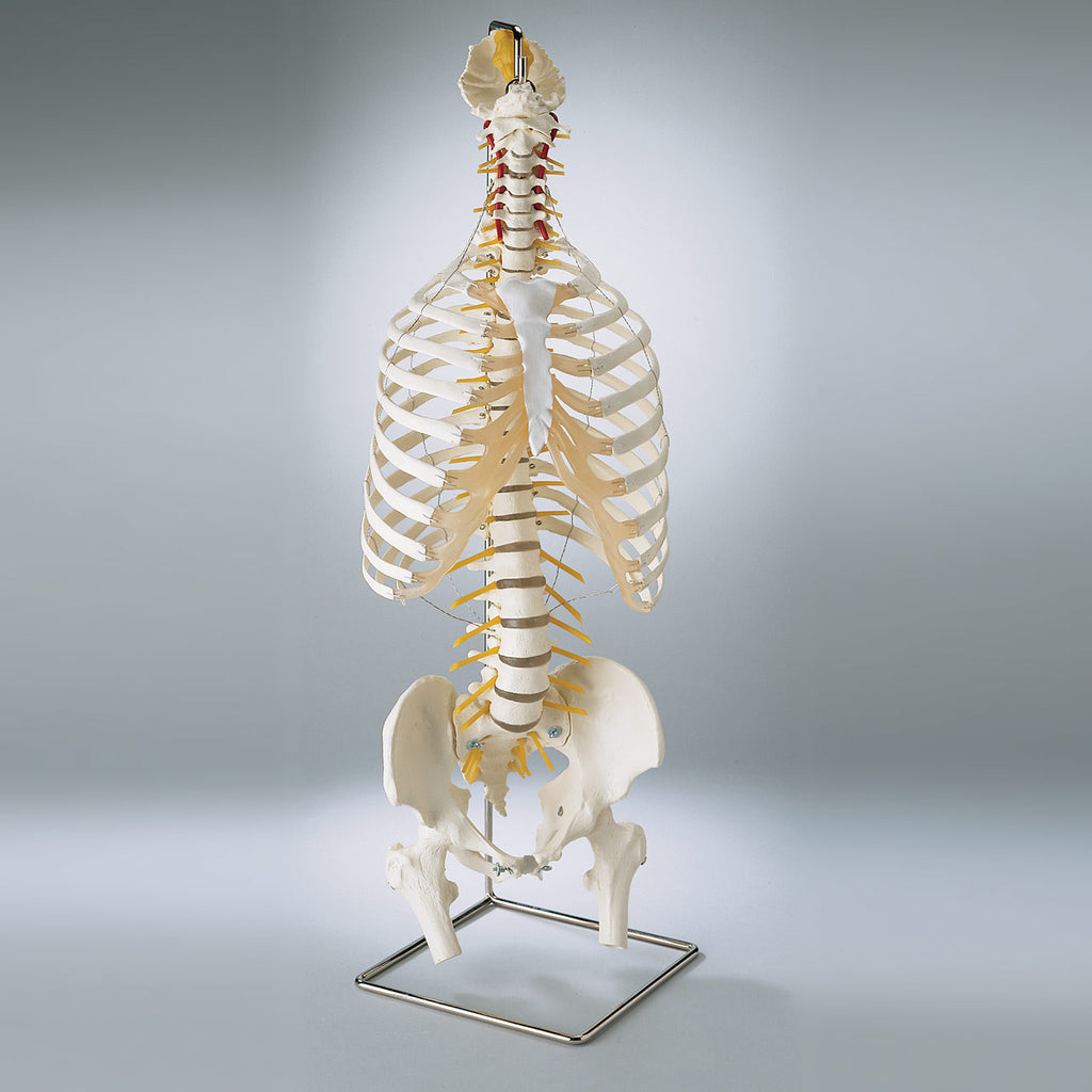 SP64 Premier Flexible spine with thorax and femur heads and stand ...