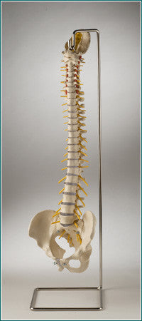 Ultraflex™ Spine with Pelvis and stand – Denoyer-Geppert Science Company