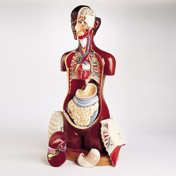 Deluxe KnowBody Teaching Torso | Denoyer-Geppert – Denoyer-Geppert ...