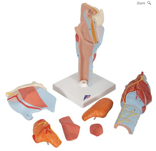 A210 “Dissectible” Human Larynx – Denoyer-Geppert Science Company