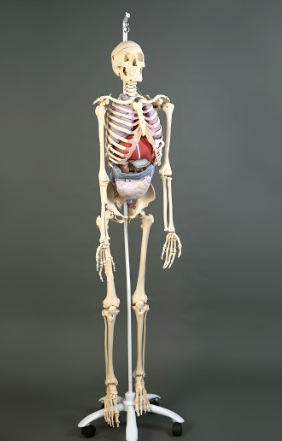 0725-10 Soft Body System, 12 piece set – Denoyer-Geppert Science Company