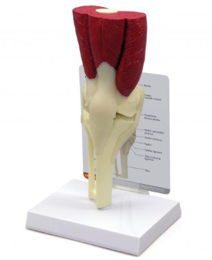 G106 Muscle Knee Joint – Denoyer-Geppert Science Company