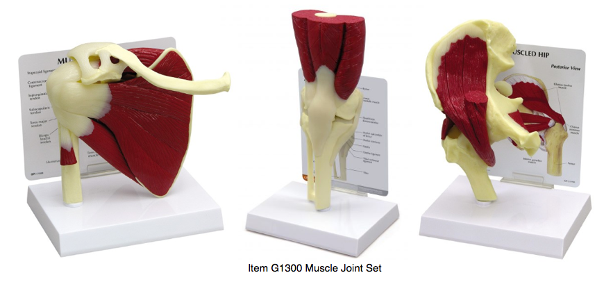 G1300 Muscle Joint Set – Denoyer-Geppert Science Company