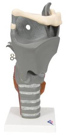 AP200 Budget Human Larynx, functional model – Denoyer-Geppert Science ...
