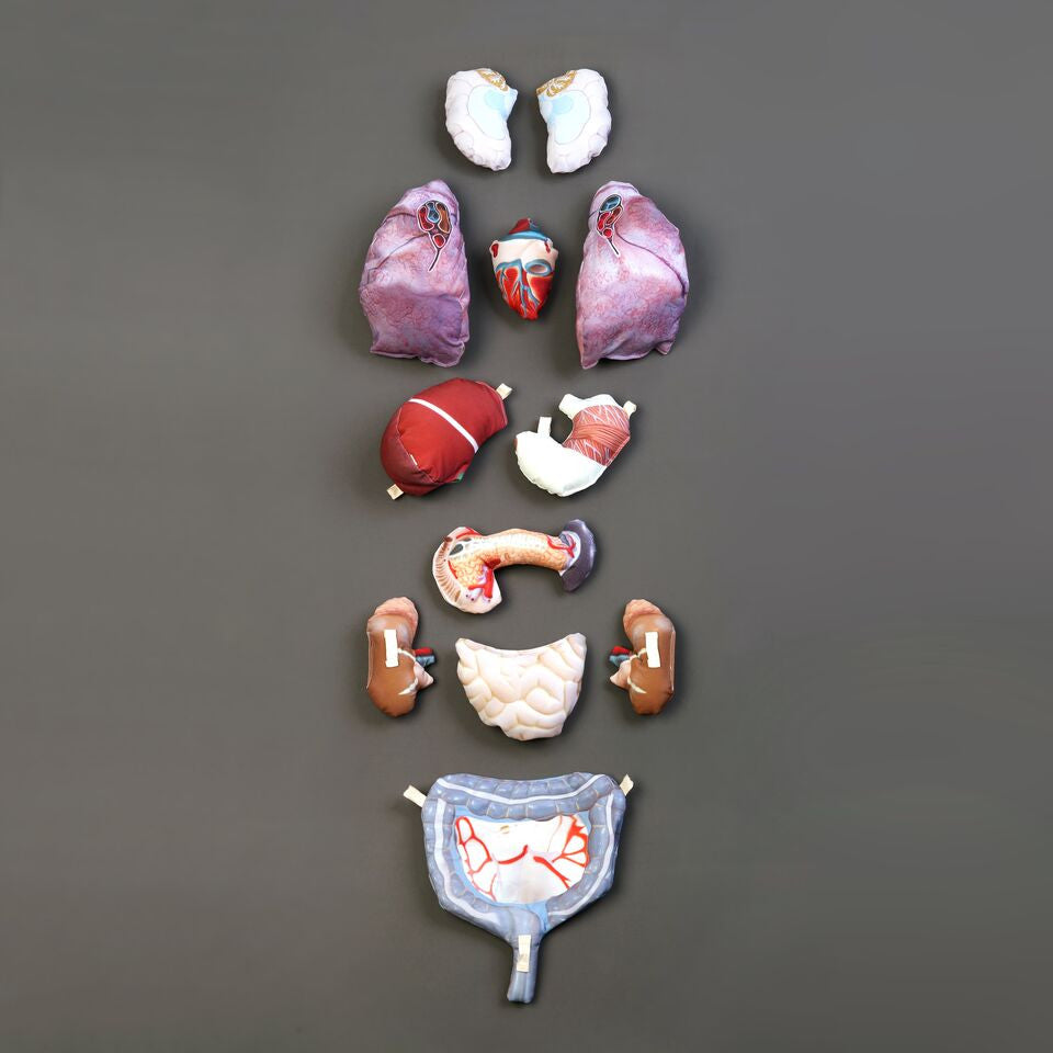 0725-10 Soft Body System, 12 piece set – Denoyer-Geppert Science Company